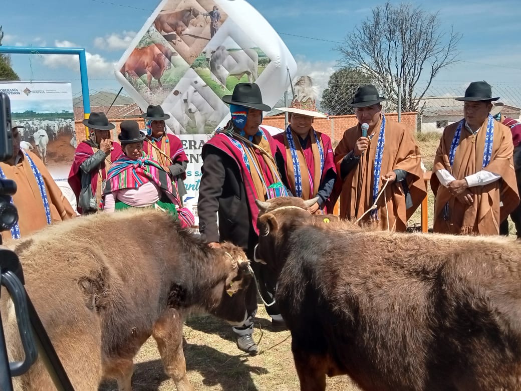 Municipio de Laja recibe 56 torillos de engorde con una inversión de Bs 235.144 - RAN Bolivia